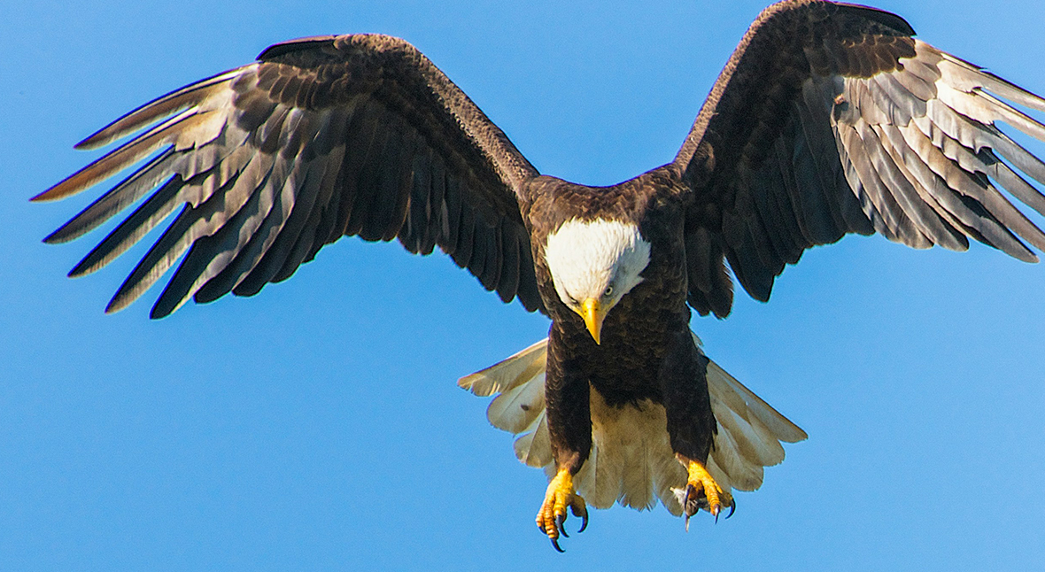 With Wings like Eagles - EMAS Canada